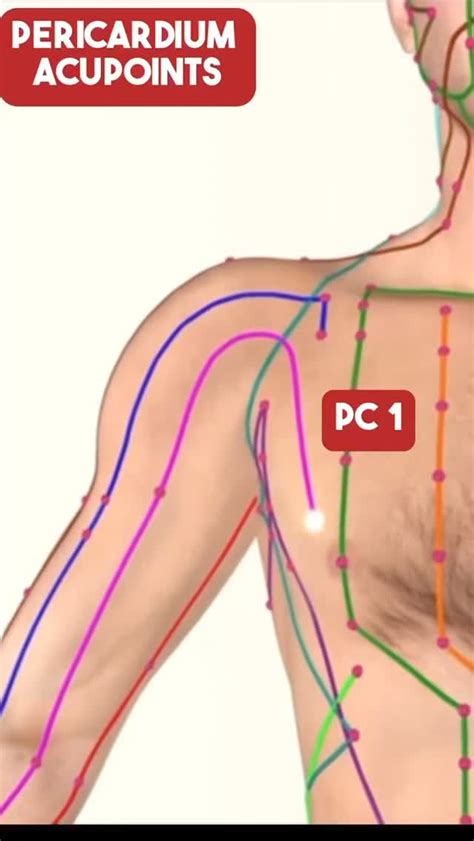 Image result for Heart Protector Channel TCM