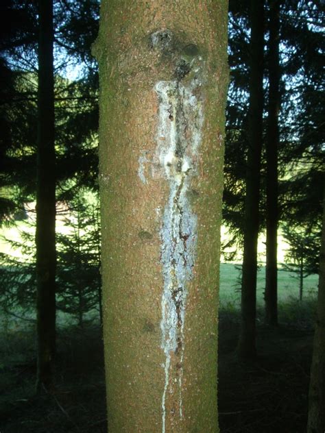 Image result for How to Clean Tree Resin