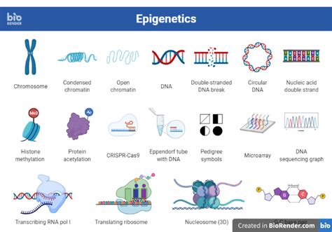 Image result for Epigenetics How Does Work
