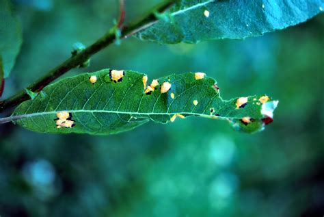 Image result for Willow Tree Rust