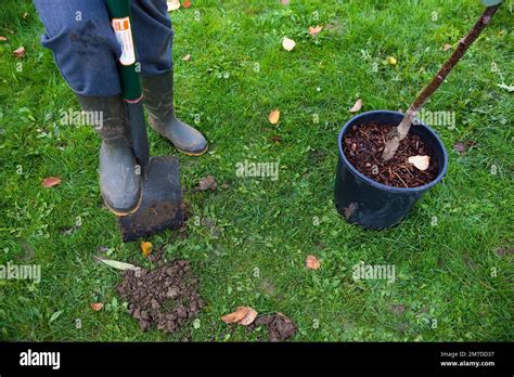 Image result for Planting a Tree Sapling