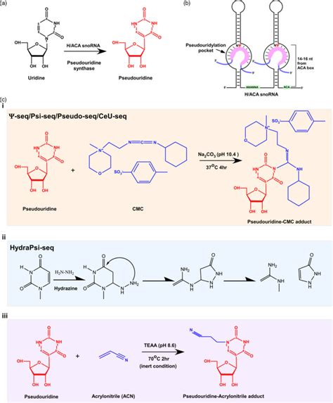 Image result for RNA Modification