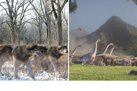 Image result for Extinct Wolves