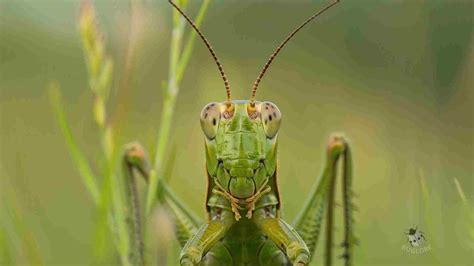 Image result for All Insects