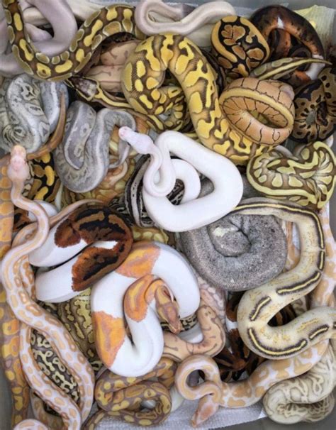 Image result for Cute Python