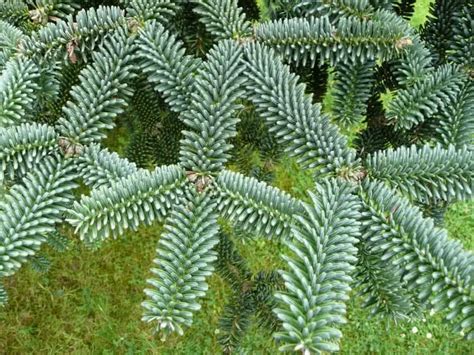 Image result for Fir Tree Identification