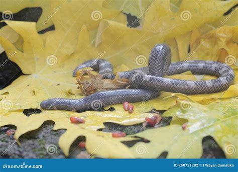 Image result for Container Snake Loading Method