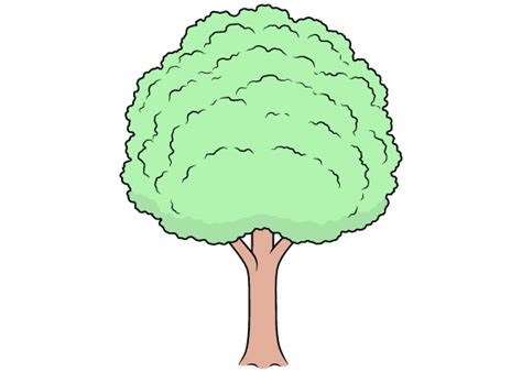 Image result for Tree Image TP Draw