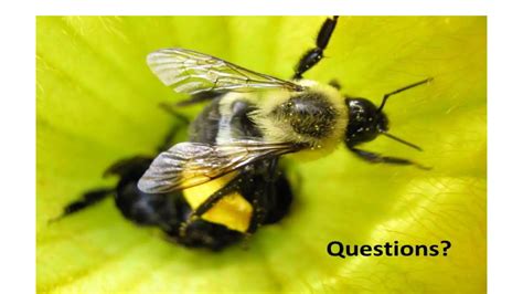 Image result for Types of Insect Pollinators