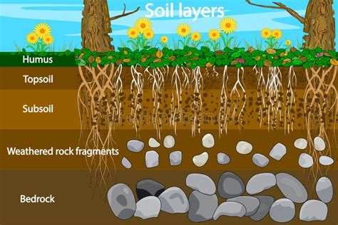 Image result for Humus Soil Layer