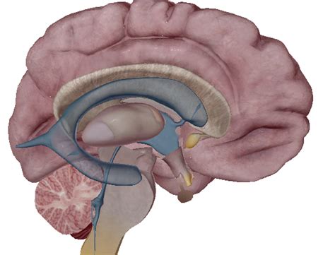 Image result for Nervous System Dissection