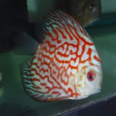 Image result for Red Tiger Discus