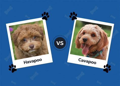 Image result for Cavapoo vs Havapoo