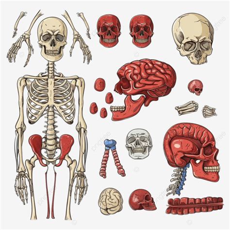 Image result for Cartoon Anatomy Tutorial