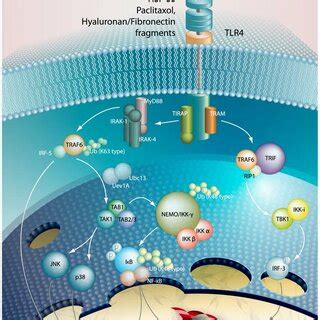 Image result for TLR Signaling Pathway