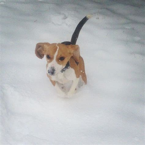 Image result for Snow Dogs Names