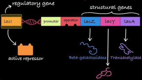 Image result for Lac Operon Animation
