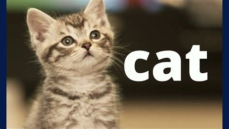 Image result for The Reading Machine 2 Dailymotion