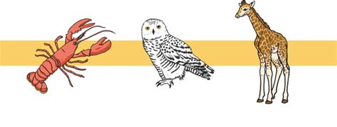 Image result for Adaptation vs Evolution