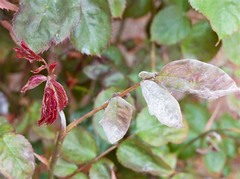Image result for Rose Bush Problems