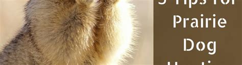 Image result for Prairie Dog Hunting Tips