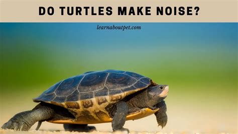 Image result for Turtles Making Sounds