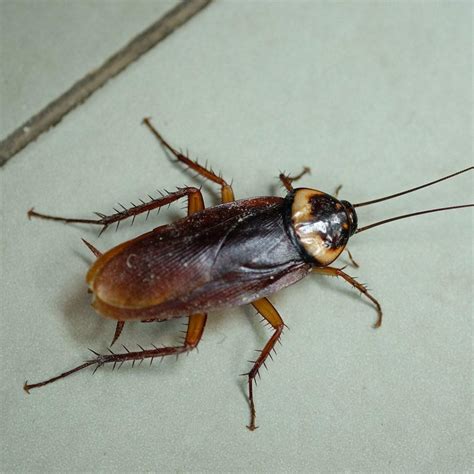 Image result for Cockroach Special Features