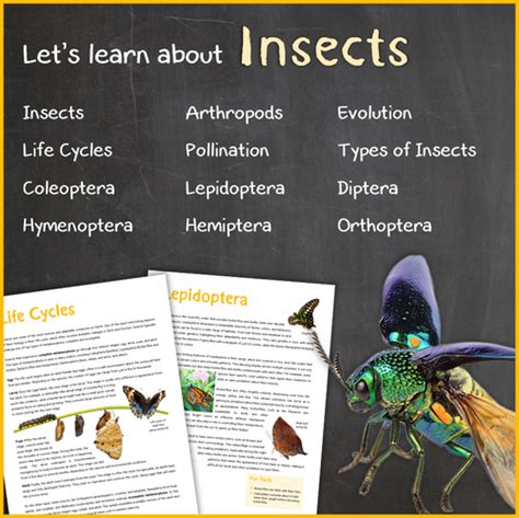 Image result for Insects Lessons