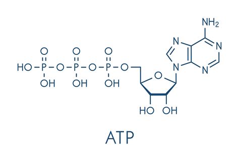 Image result for Basic Structure of ATP