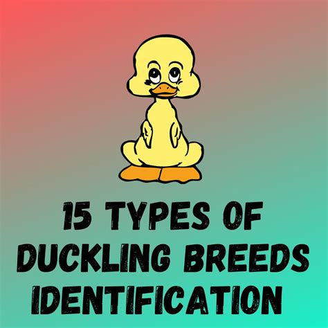 Image result for Duckling Identification