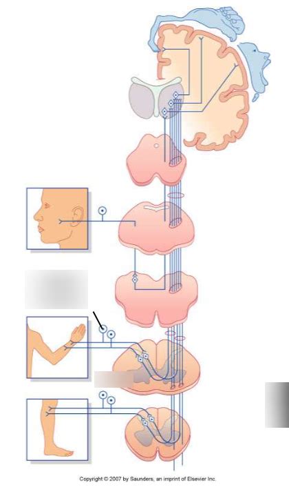 Image result for Spinothalamic Pathway Content