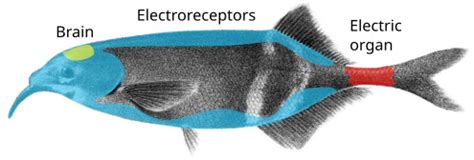 Image result for Electrical Fish