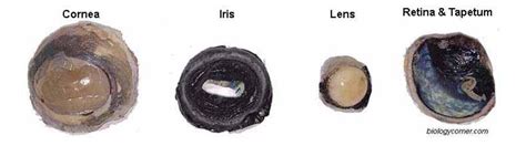 Image result for Cow Eye Dissection