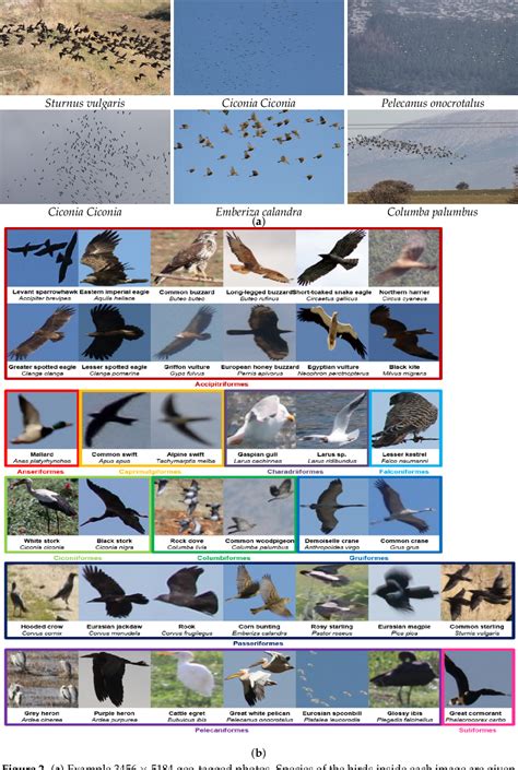 Image result for Example of RPA Bird Count
