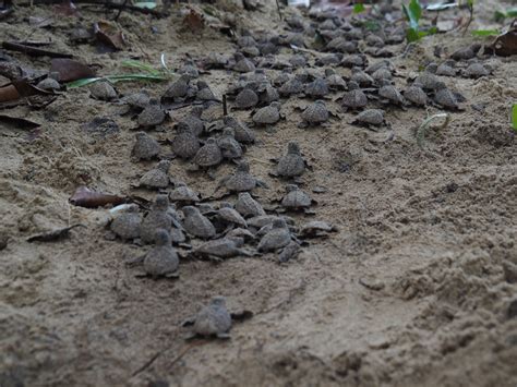 Image result for Turtle Hatching