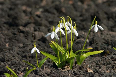Image result for Snowdrop Snow