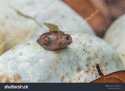 Image result for Reticulated Python Female