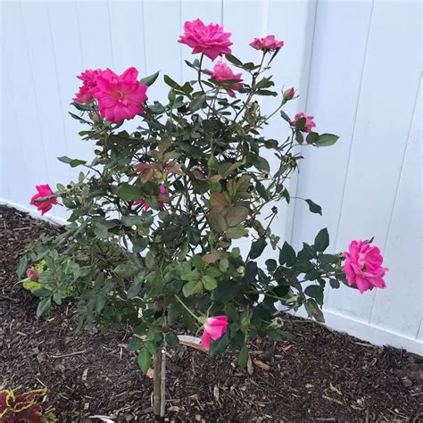 Image result for How to Prune Knockout Roses in Spring