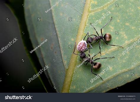Image result for Cricket Insect Communication