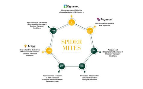 Image result for Spider Mite Control