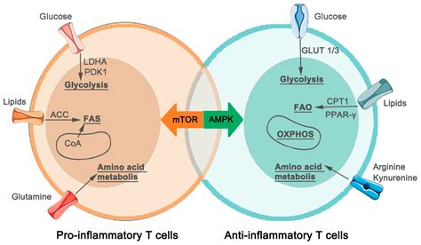 Image result for T-cell Reprogramming