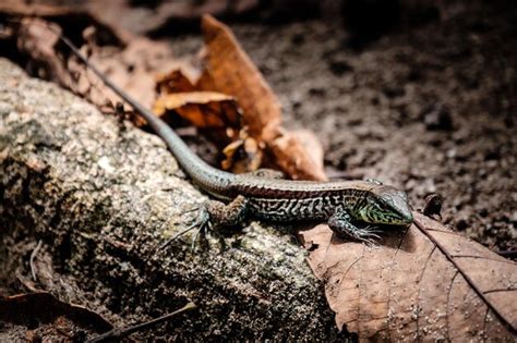 Image result for Lizard Side View