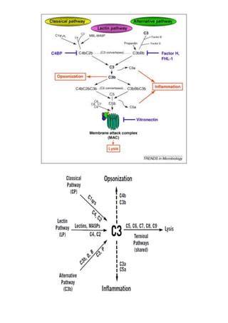 Image result for Humoral Immunity Complement System