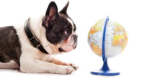 Image result for Normal Map Dog