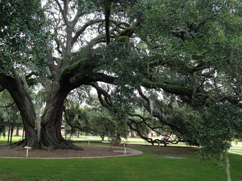 Image result for Live Oak Tree Planting Tips