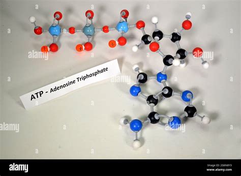 Image result for ATP Molecule Model