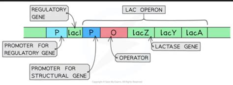 Biology- Module 6 Chapter 19 - lesson 6/7 - Lac operon/transcription ...
