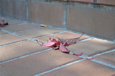 Image result for One Leaf Falling Image