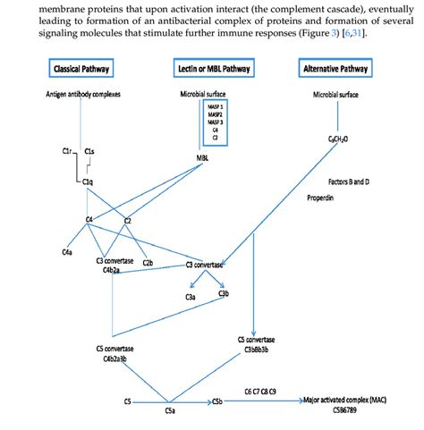 Image result for Complement System Components