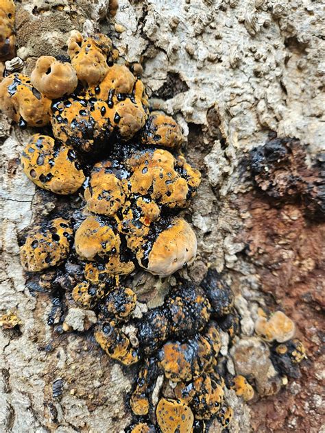 Image result for Tree Fungus Identifier